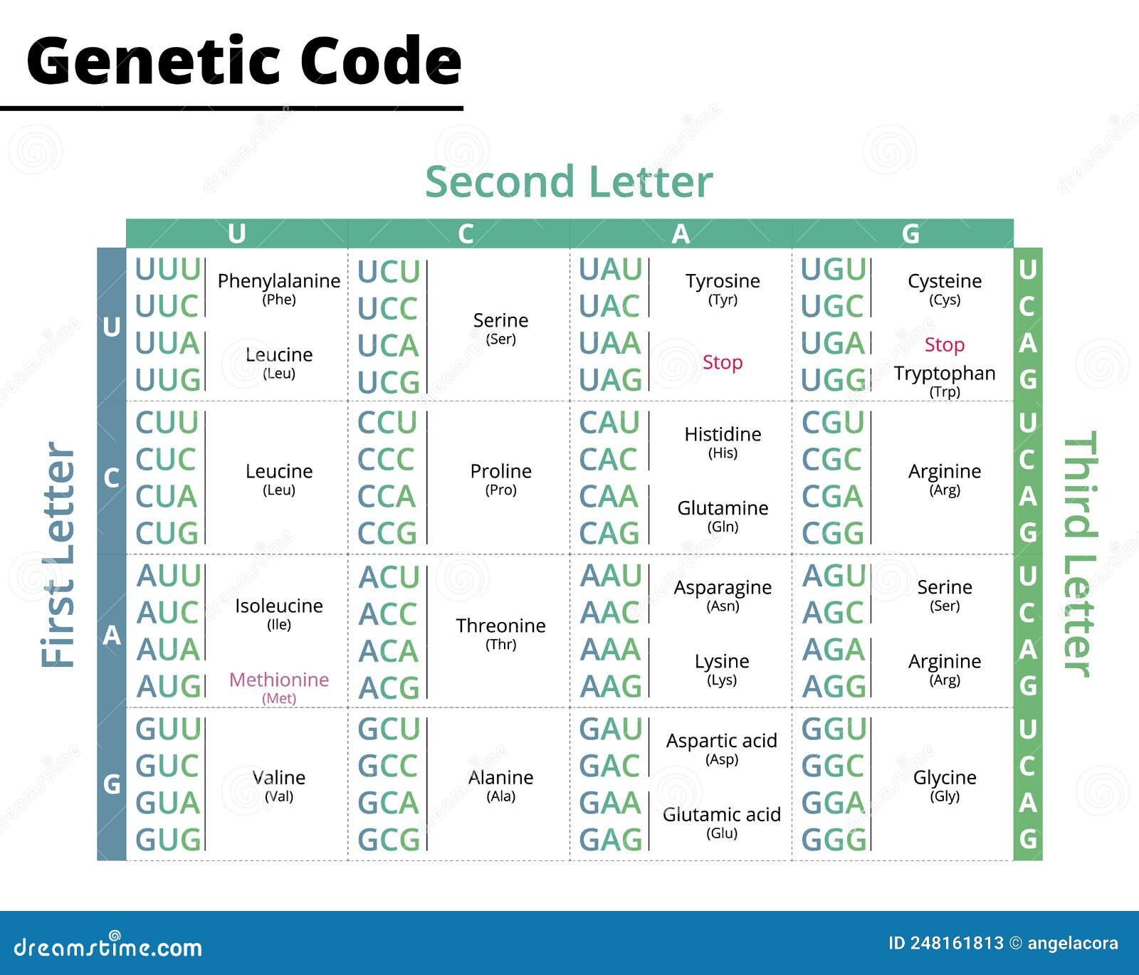The Genetic Code Cartoon Vector | CartoonDealer.com #38714003