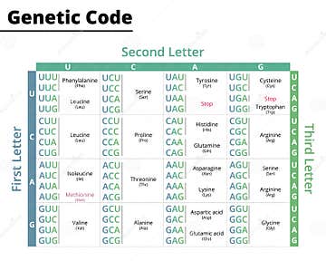 Chart of Genetic Code. RNA Codons To Protein Synthesis Stock Vector ...