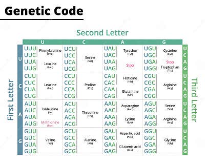 Chart of Genetic Code. RNA Codons To Protein Synthesis Stock Vector ...