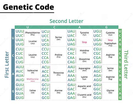 Chart of Genetic Code. RNA Codons To Protein Synthesis Stock Vector ...