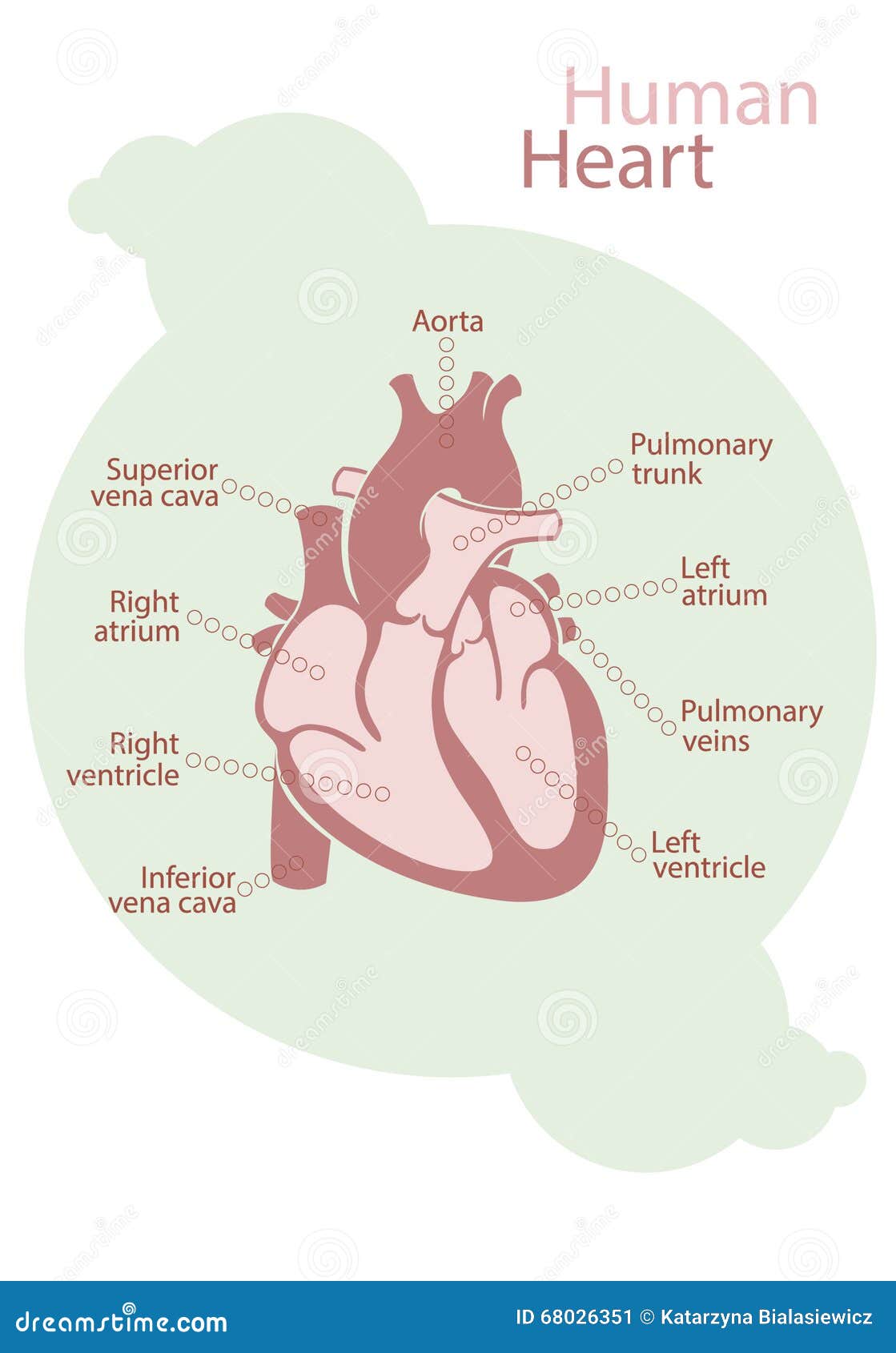 Chart of human heart stock illustration. Illustration of structure ...