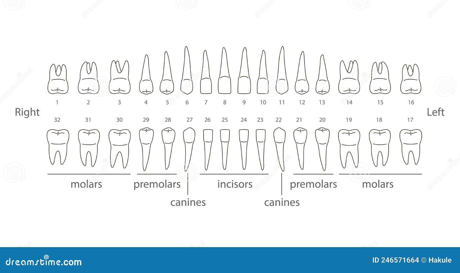 The Chart of Human Teeth, Vector Illustration Stock Vector ...
