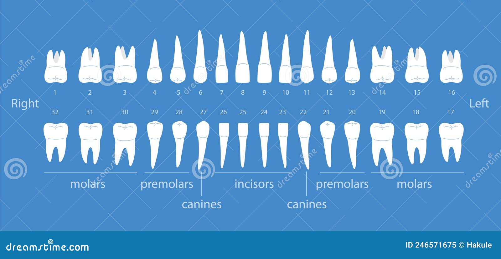 The Chart of Human Teeth, Vector Illustration Stock Vector ...