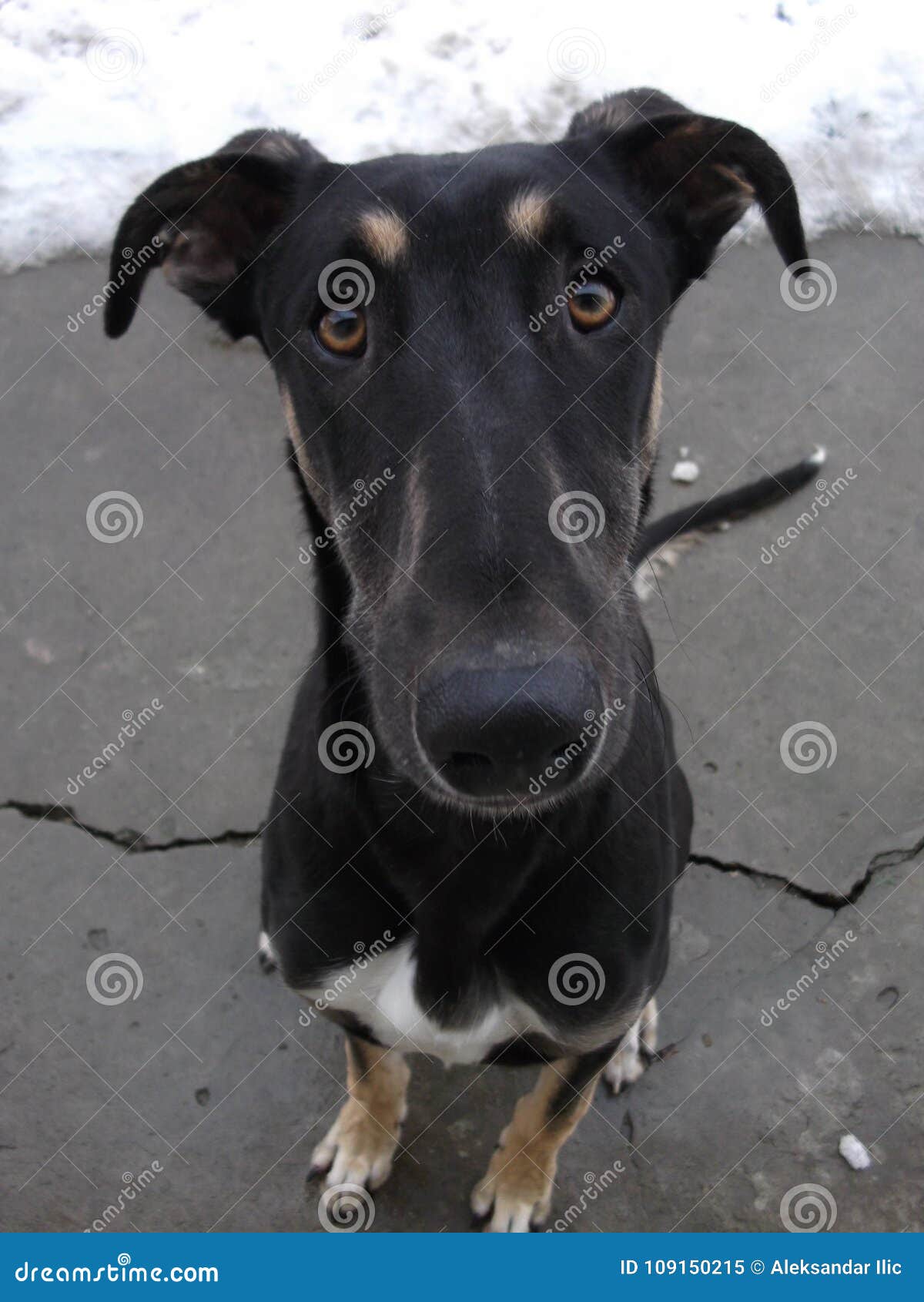 Chart polski in pose stock image. Image of animals, hunt - 109150215