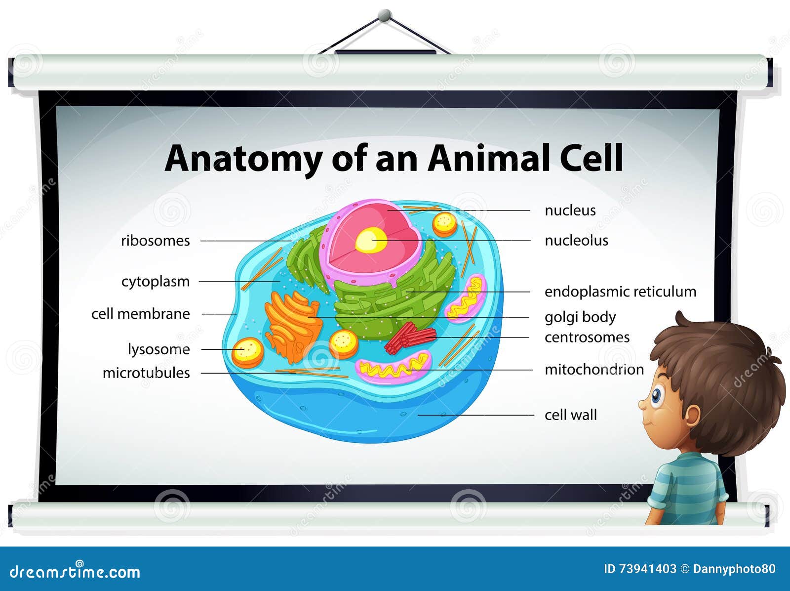 Chart Showing Anatomy of Animal Cell Stock Vector - Illustration of ...
