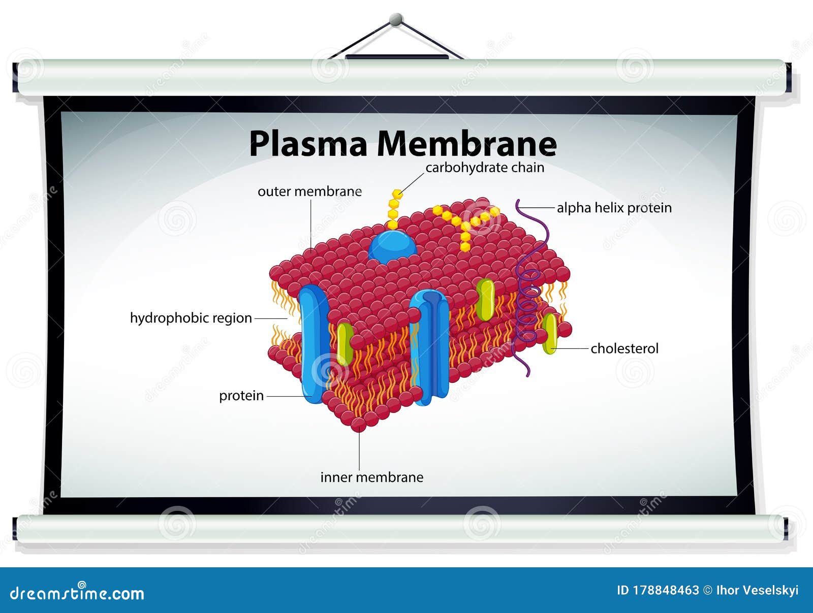 Chart Showing Plasma Membrane Stock Illustration - Illustration of ...