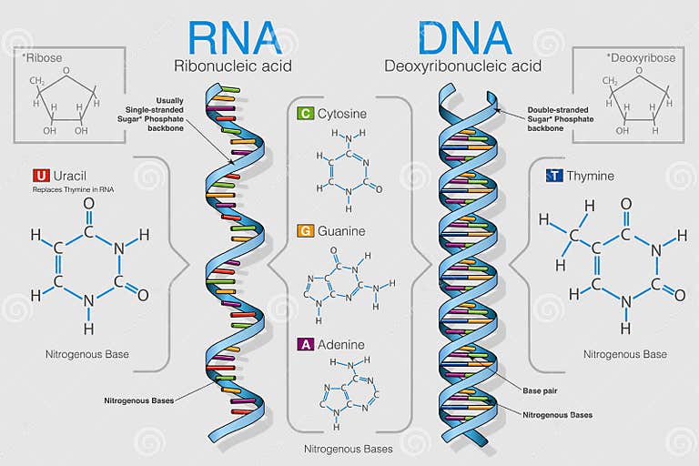 Chart Shows the Difference between Ribonucleic Acid and ...