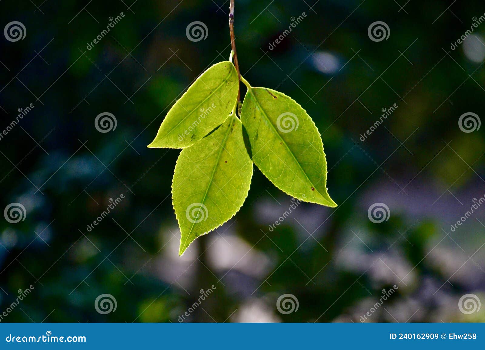 Chartreuse Green Leaves Closeup Stock Image - Image of plant ...