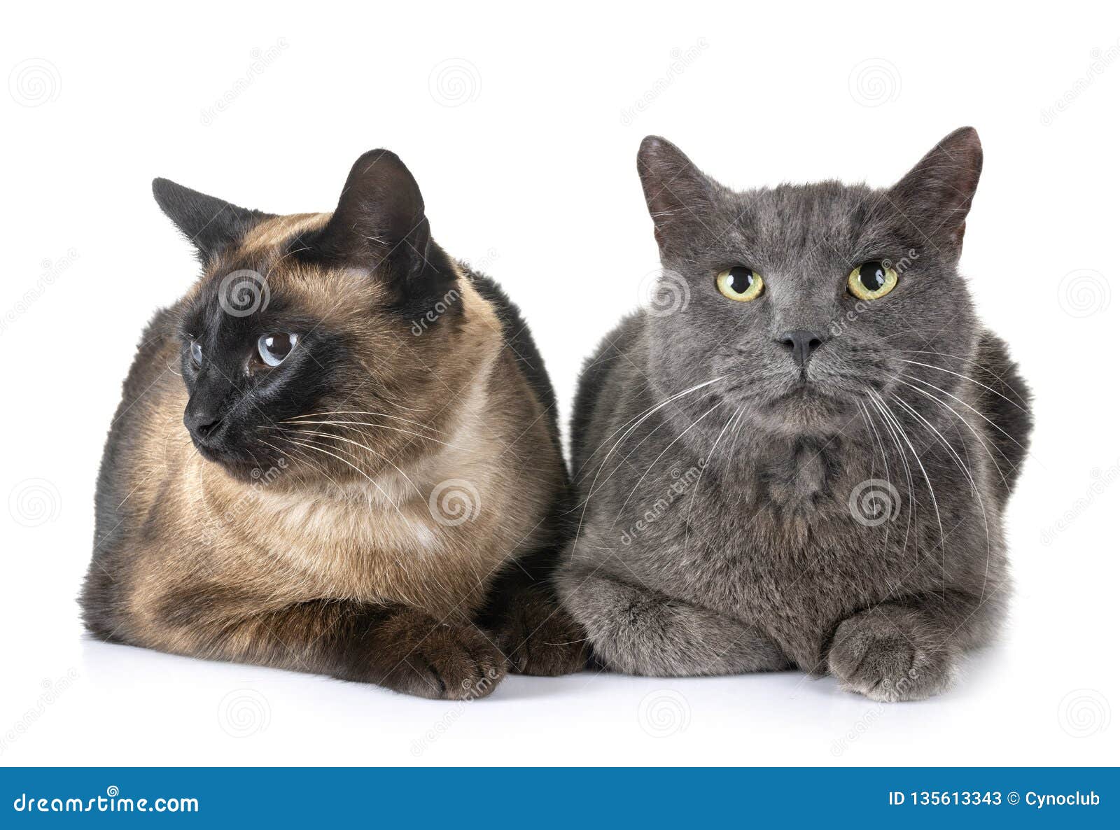 Chartreux Cat and Siamese Cat Stock Image - Image of white, kitten ...