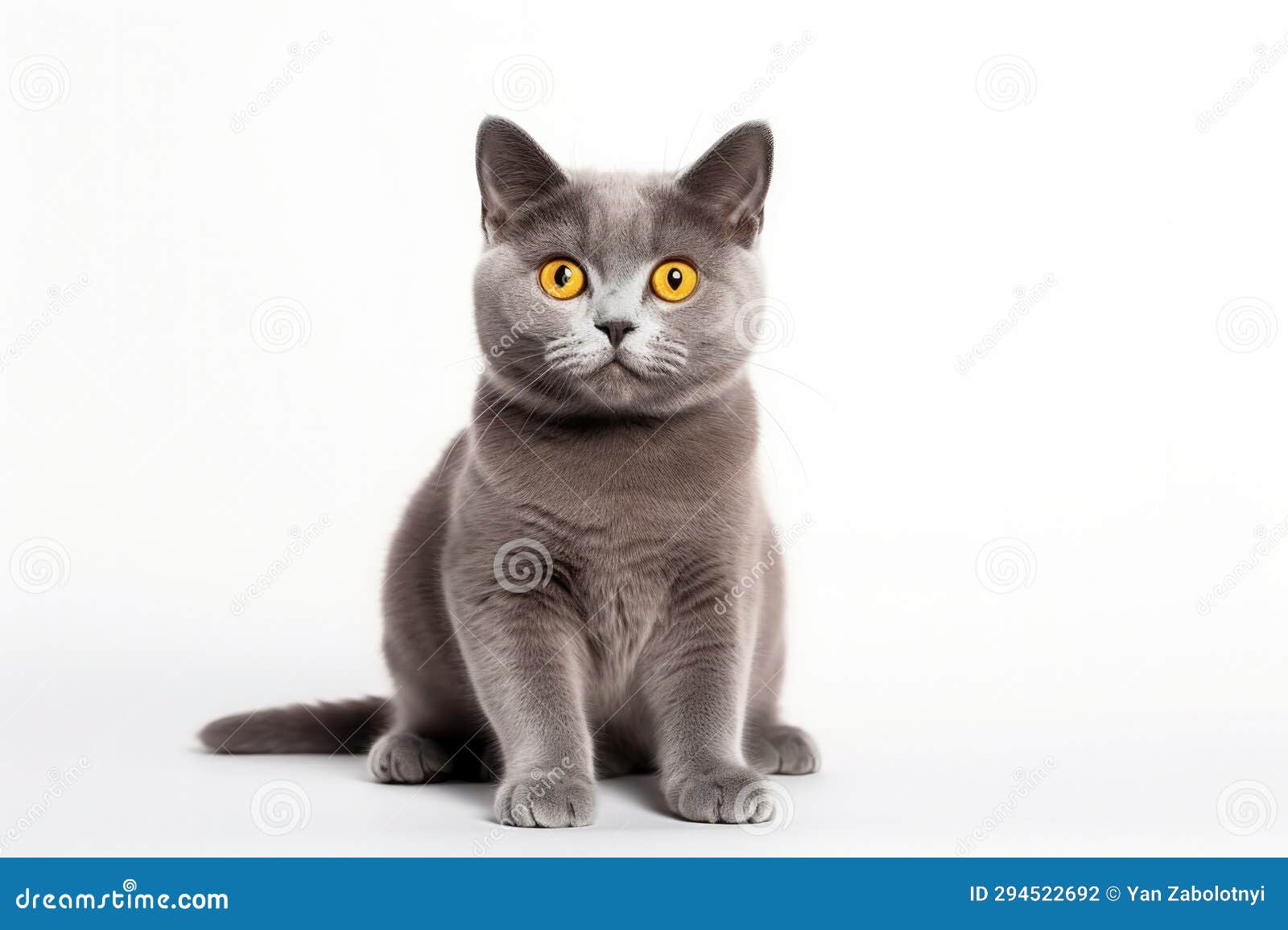 Chartreux Cat Sitting on a White Background Stock Illustration ...