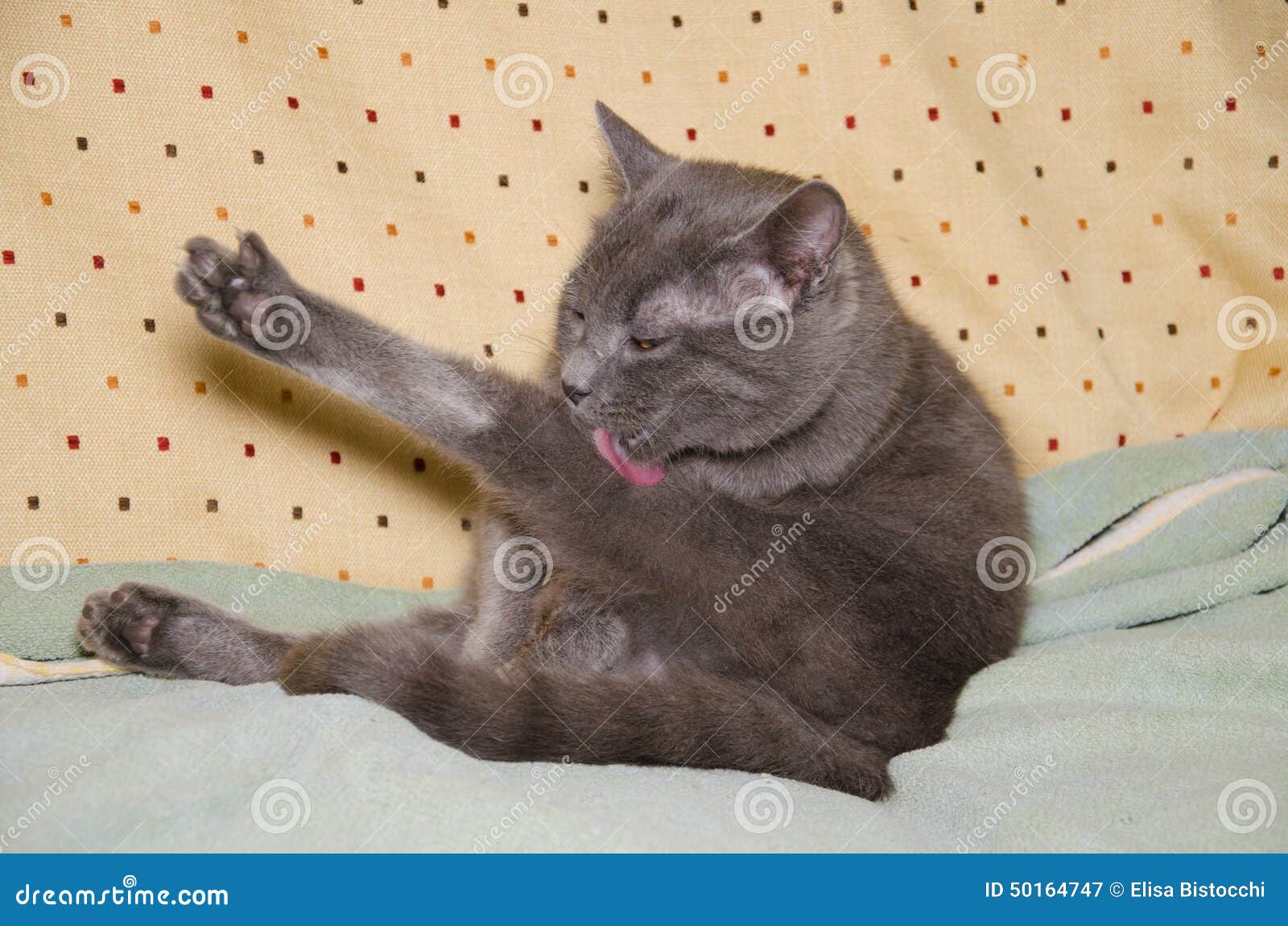 Chartreux Cat Washing Itself Stock Image - Image of tongue, isolated ...