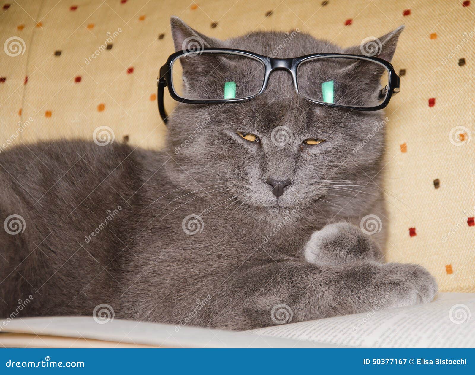 Chartreux Cat is Wearing Glasses Reading Book Stock Image - Image of ...
