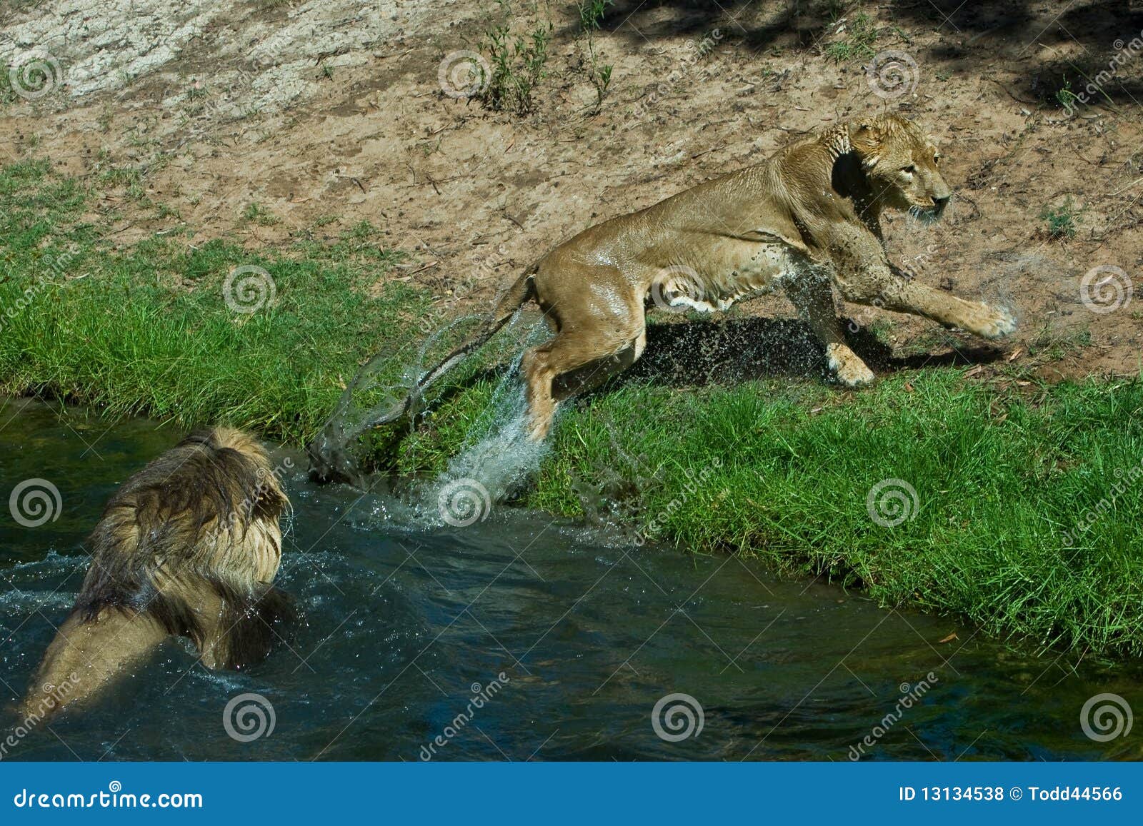 The Chase stock photo. Image of animal, grass, brown - 13134538