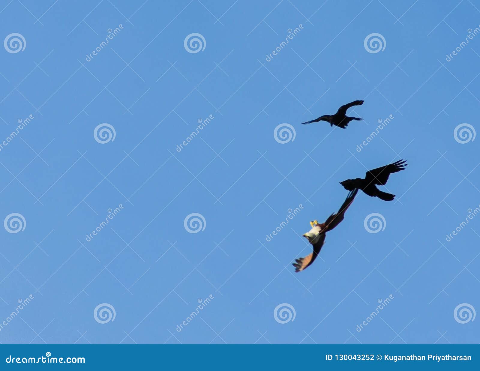 The chase stock photo. Image of chasing, beak, beauty - 130043252
