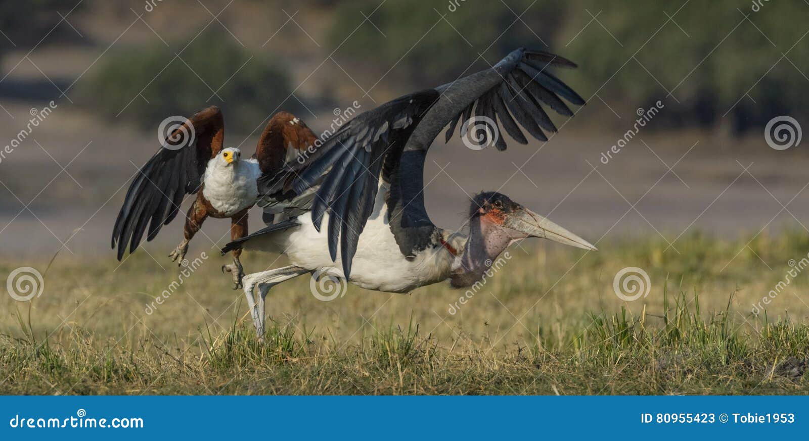 Chasing stock image. Image of wildlife, birds, park, chasing - 80955423