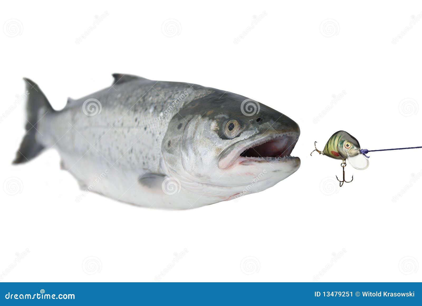 Chasing bait salmon stock image. Image of refreshment - 13479251