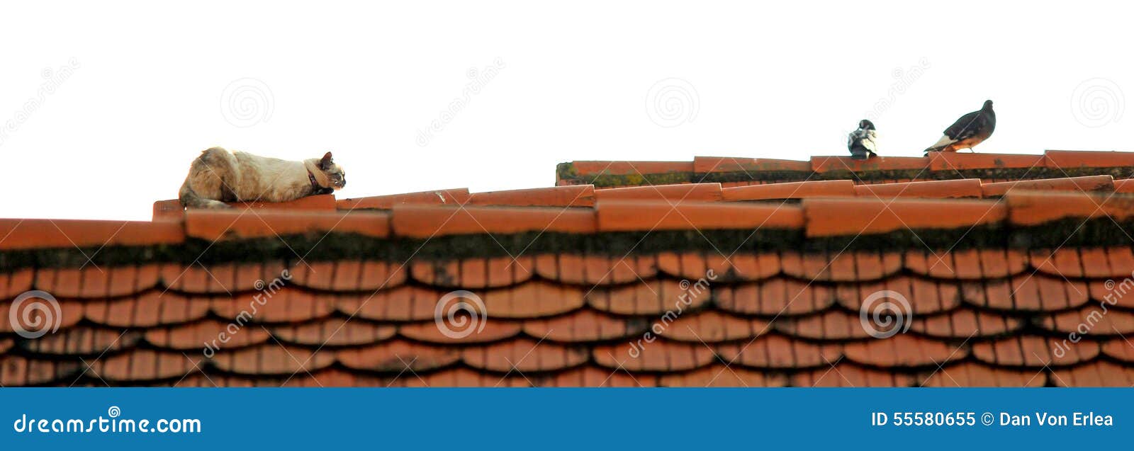 Chasing birds stock image. Image of look, hunting, looks - 55580655