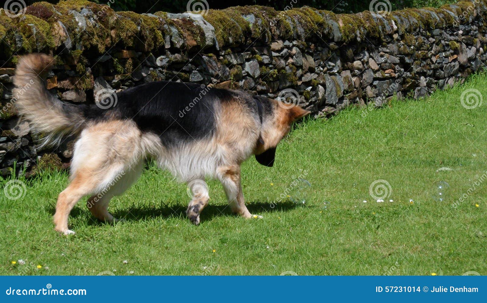 Chasing Bubbles stock photo. Image of family, animal - 57231014