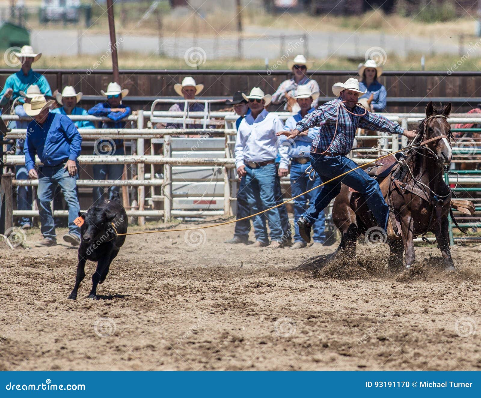 Chasing the Calf editorial image. Image of cowboy, danger - 93191170