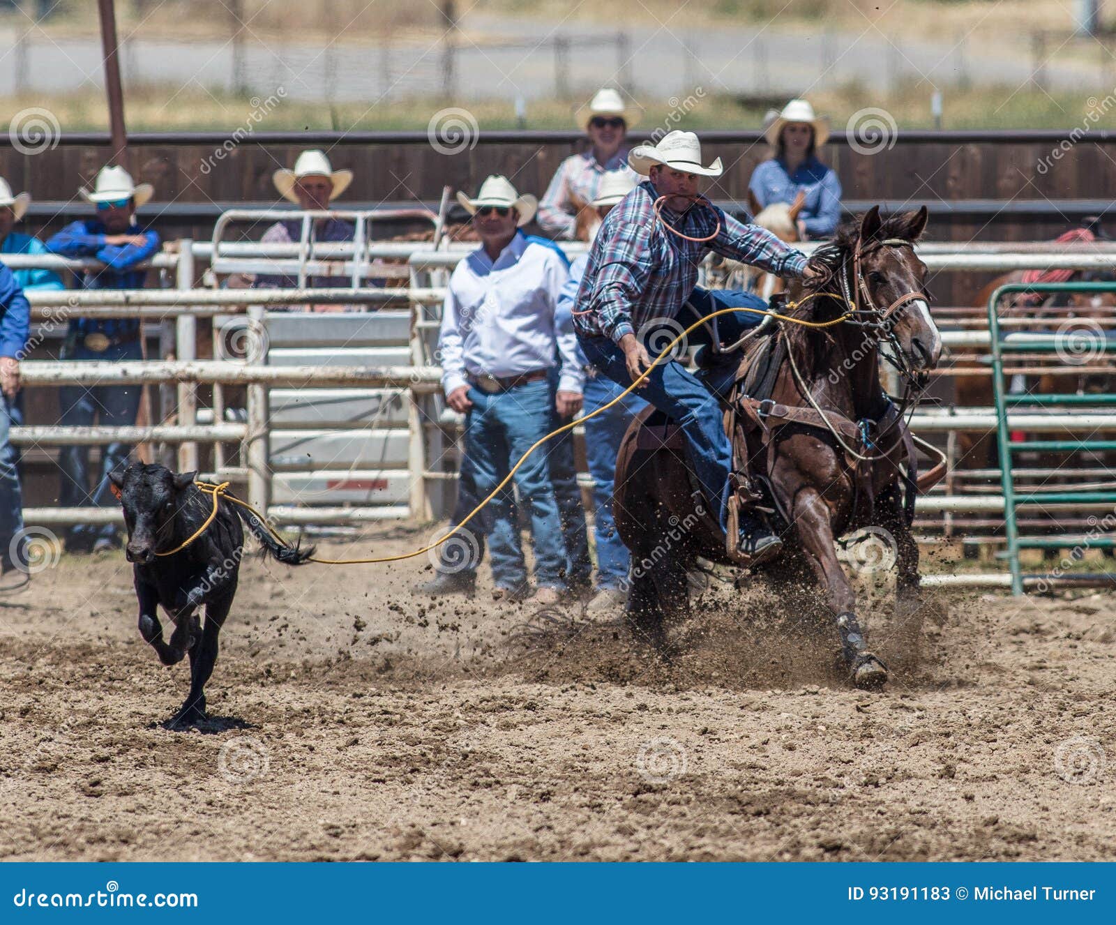 Chasing the Calf editorial stock photo. Image of away - 93191183