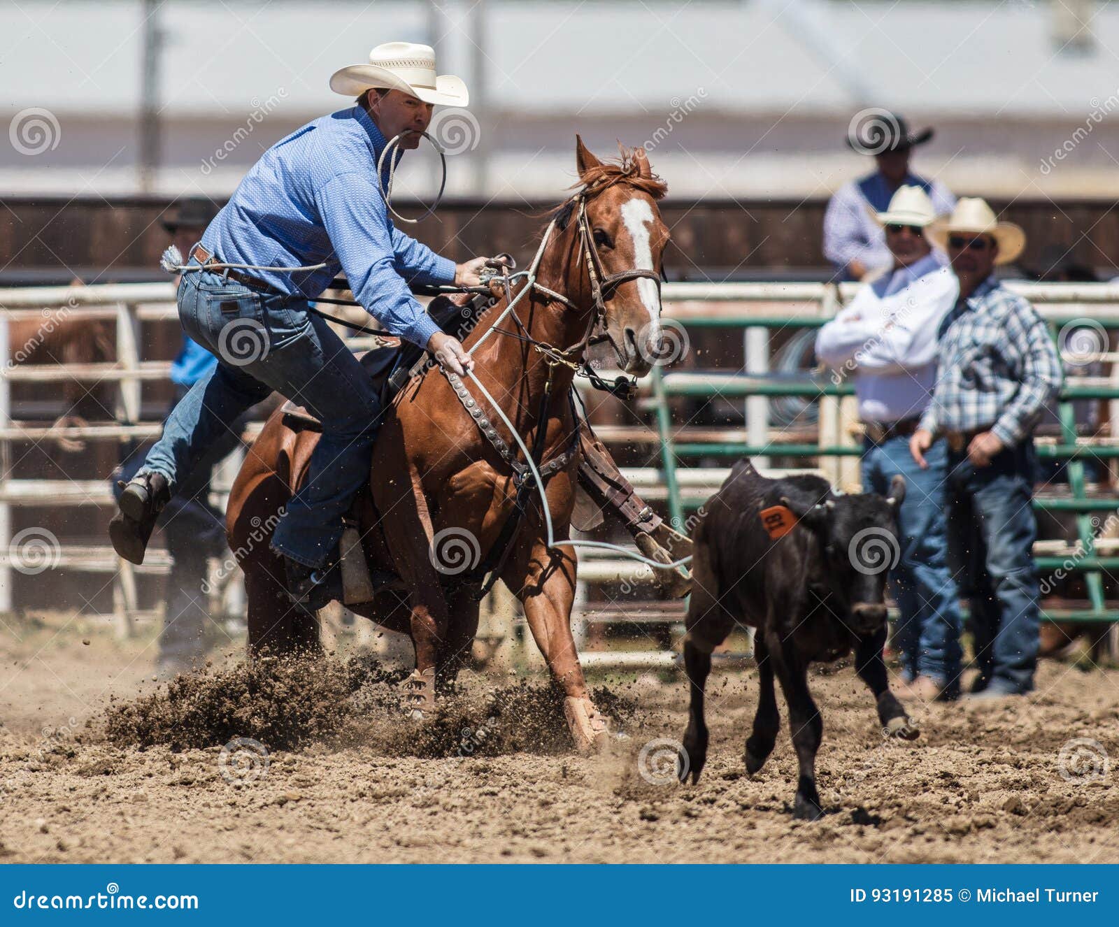Chasing the Calf editorial image. Image of lasso, popular - 93191285