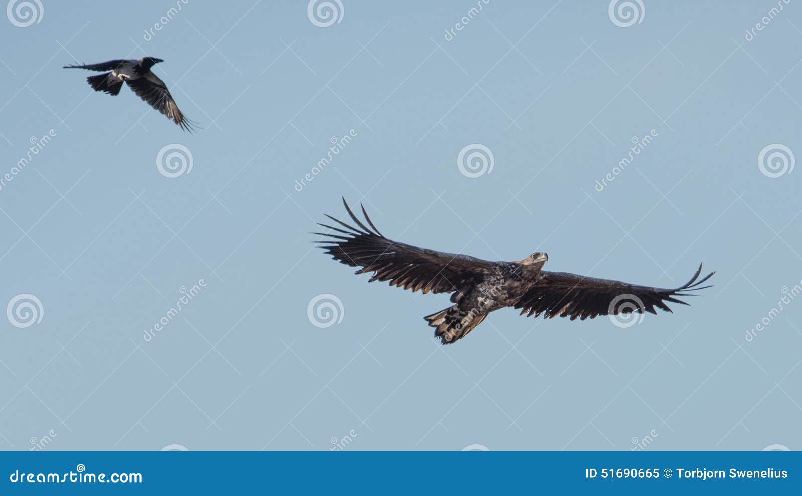 Chasing stock image. Image of beak, black, wild, blue - 51690665