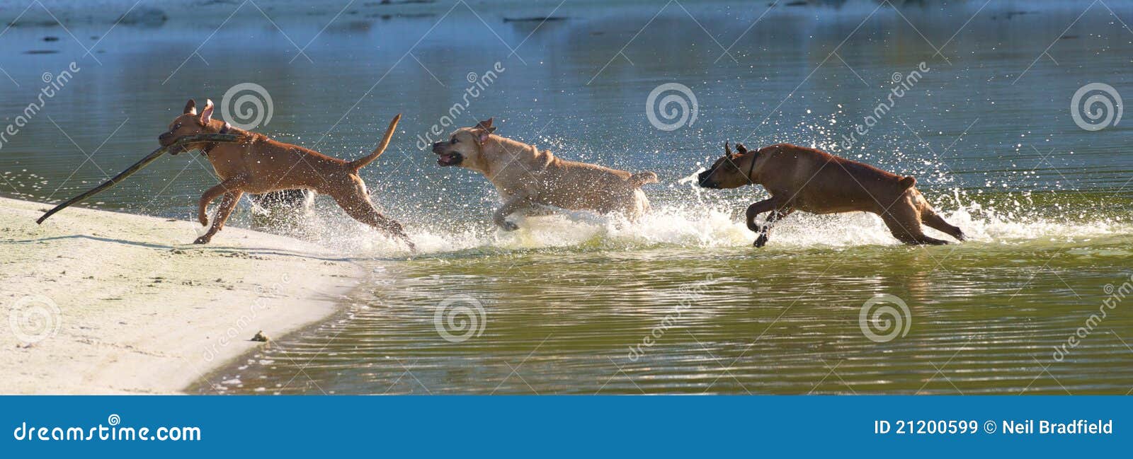 Chasing dogs stock image. Image of dogs, wetlands, canine - 21200599