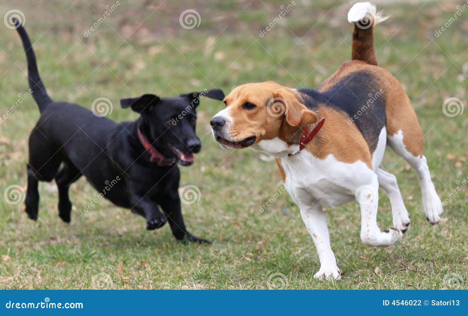Chasing dogs stock photo. Image of fight, playful, common - 4546022