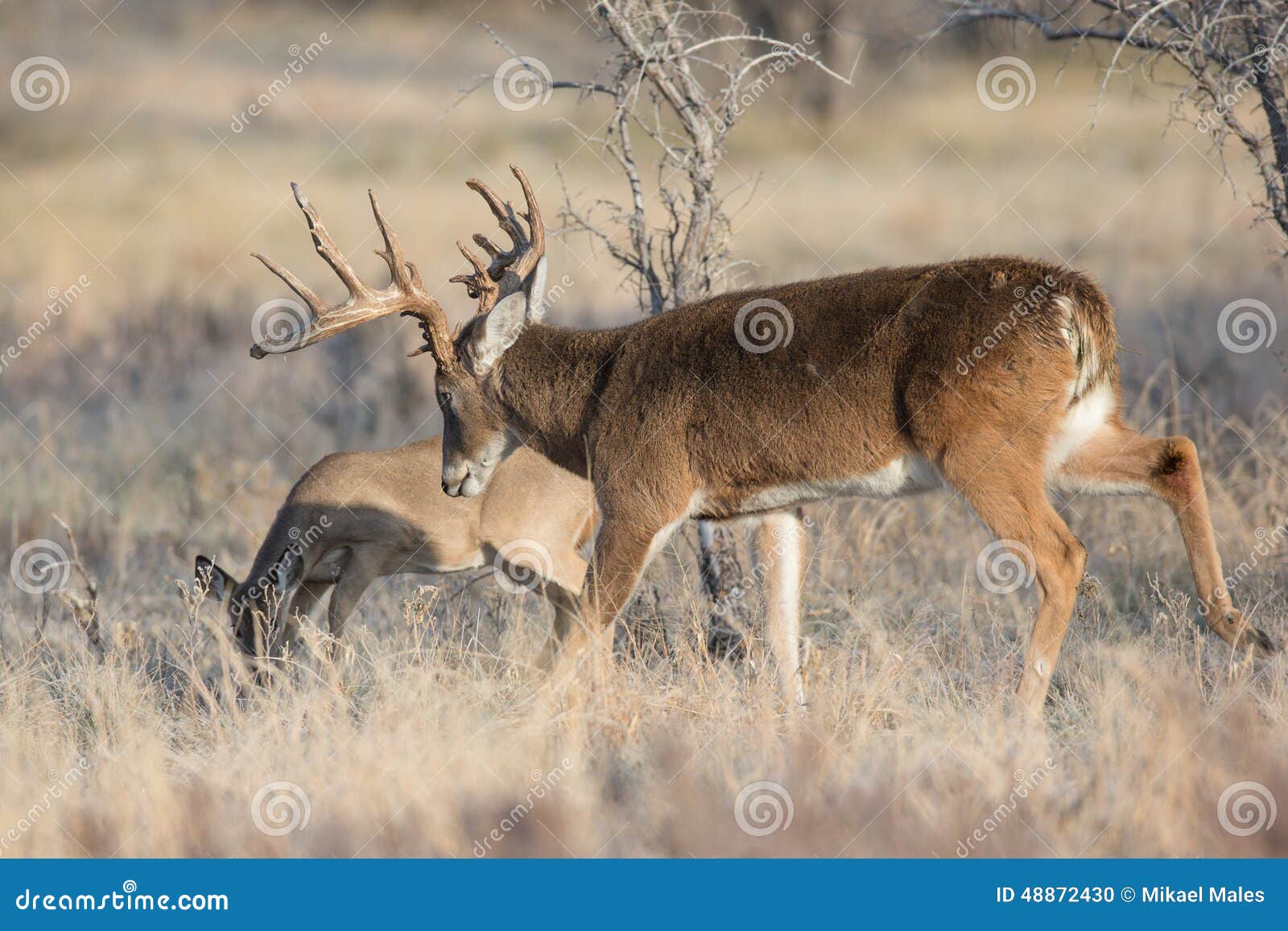 Chasing down a doe stock photo. Image of fighting, browsing - 48872430
