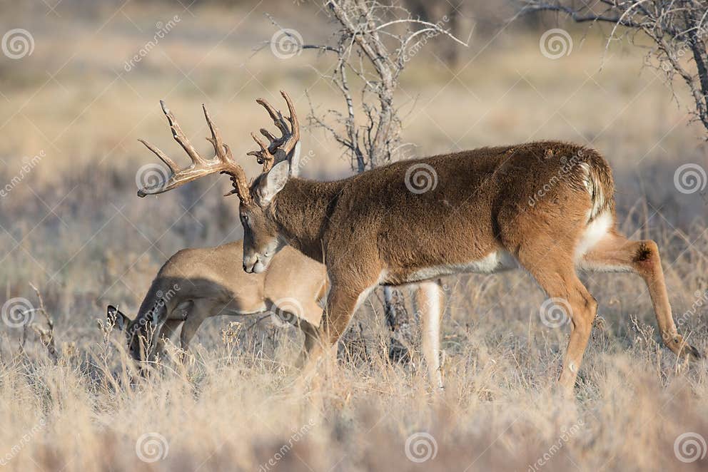 Chasing down a doe stock photo. Image of fighting, browsing - 48872430