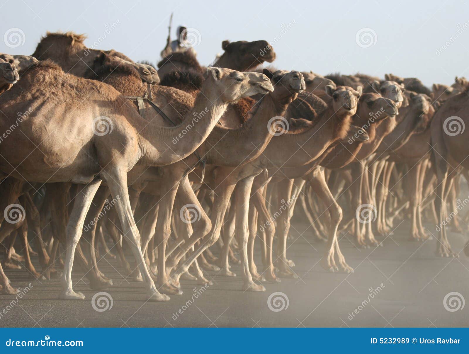 Chasing herd of camels stock image. Image of scenic, spring - 5232989