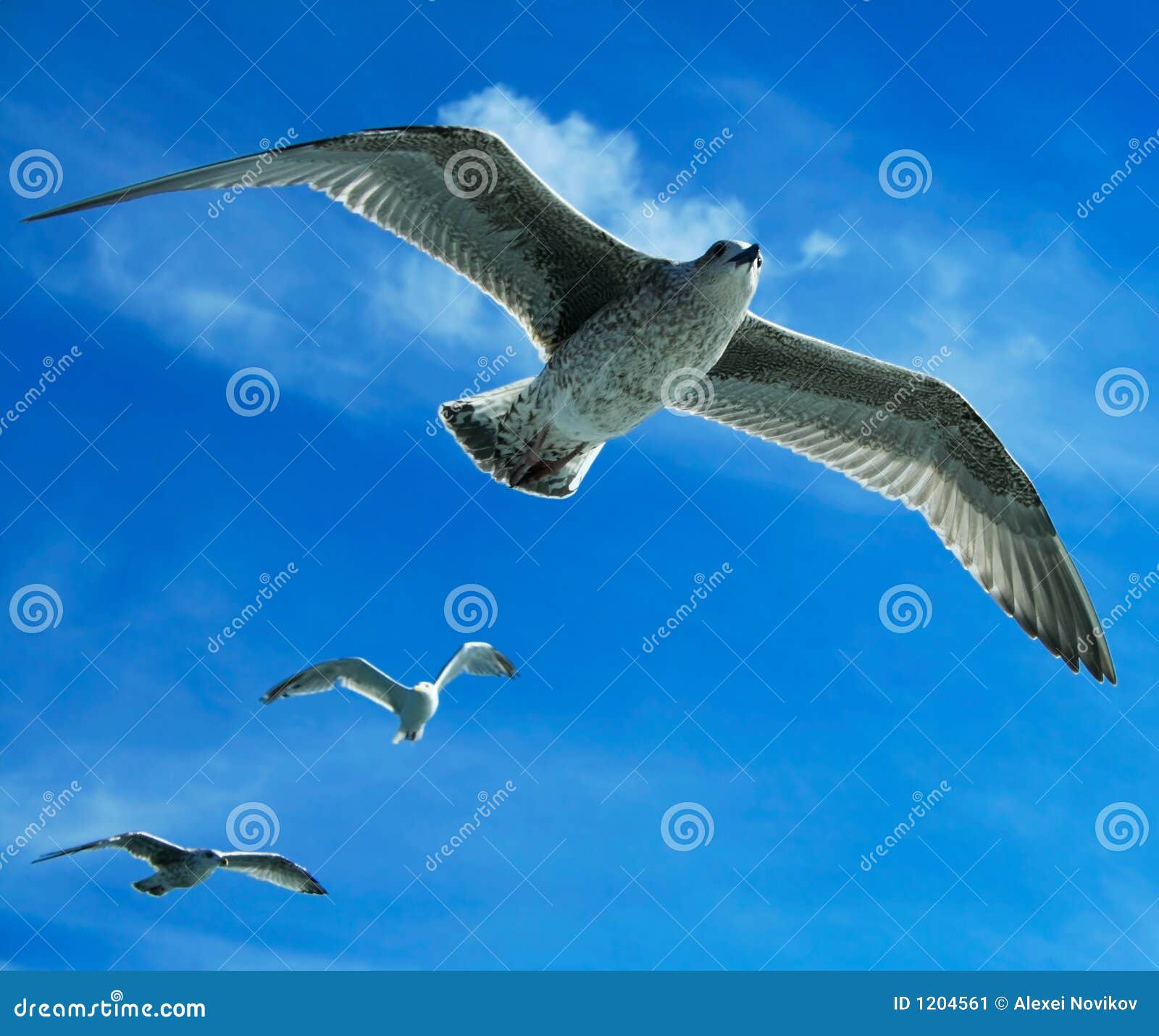 Chasing the leader stock image. Image of freedom, fish - 1204561