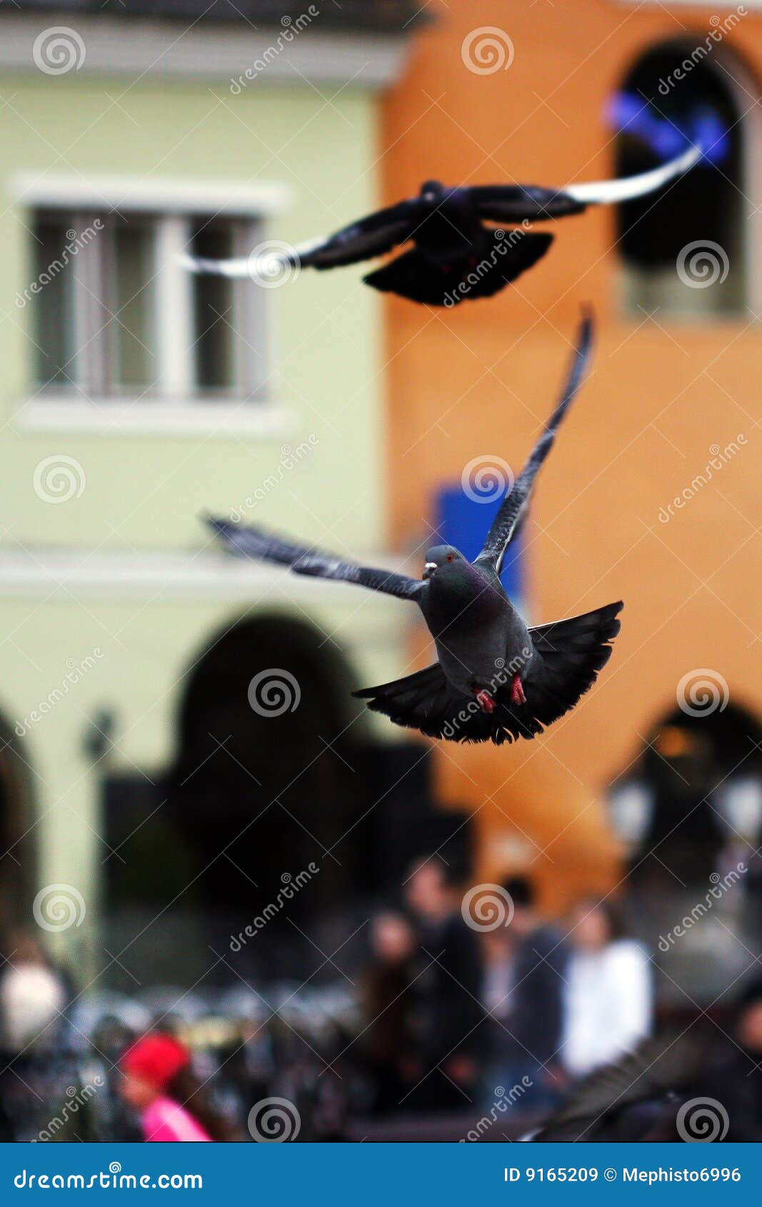 Chasing pigeons stock image. Image of hope, feather, animal - 9165209