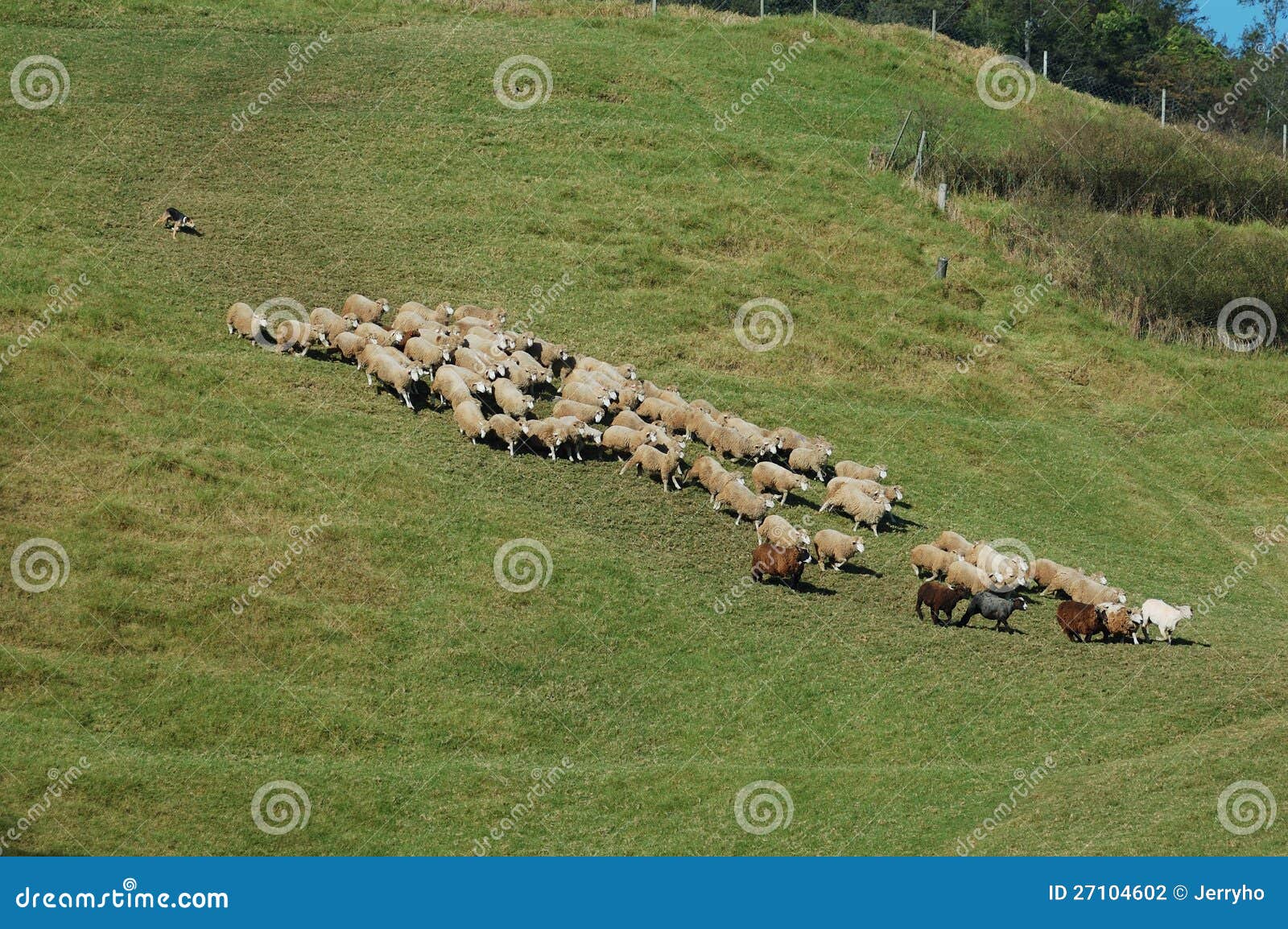 Chasing Sheep stock photo. Image of work, wool, chasing - 27104602