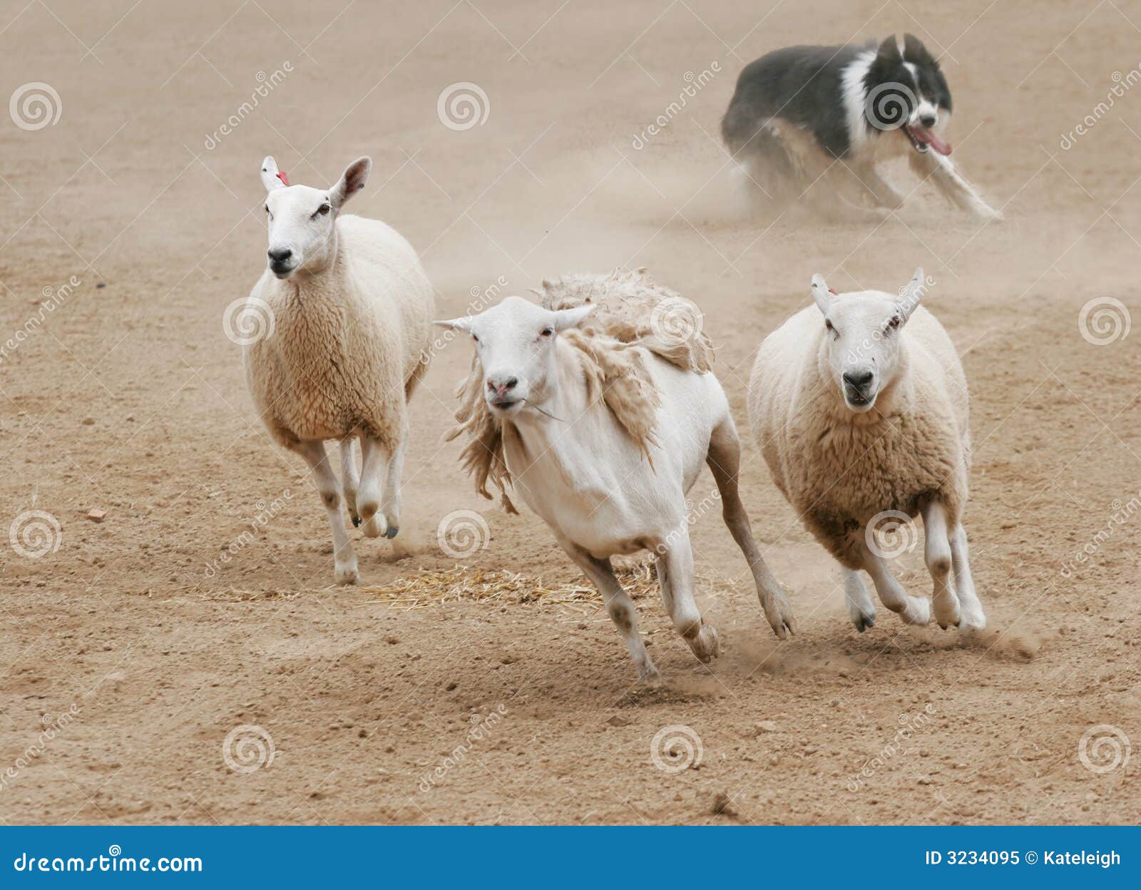 Chasing Sheep stock image. Image of field, following, dusty - 3234095