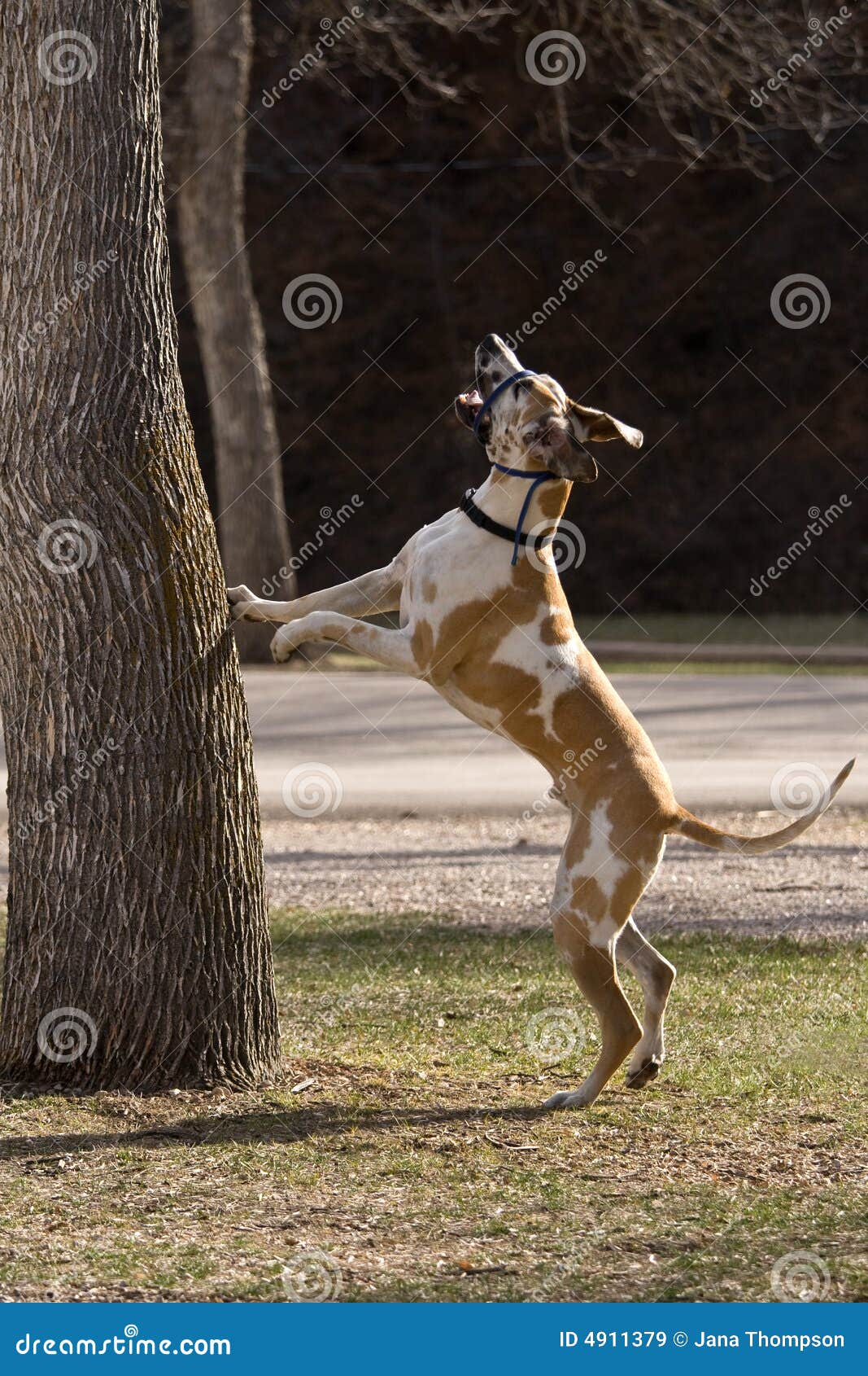 Chasing Squirrels in the Park Stock Image - Image of dane, jumping: 4911379