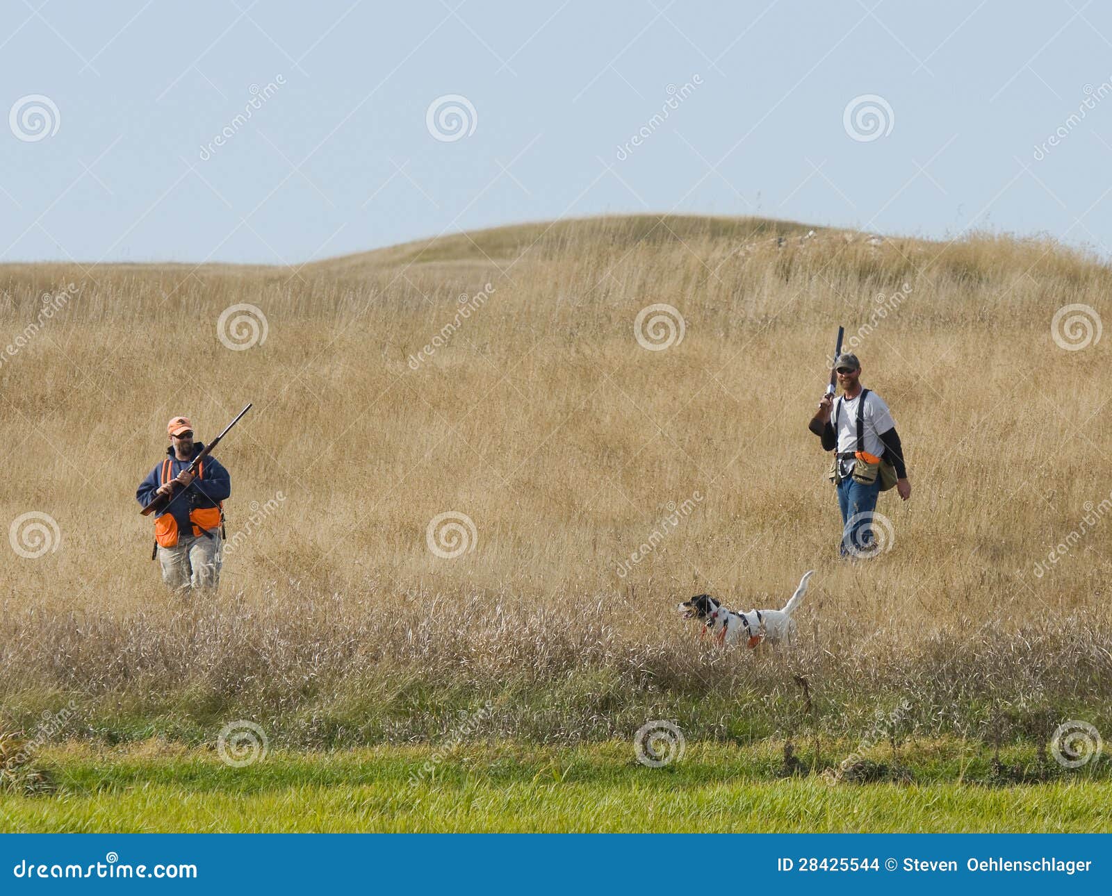 Chasse de faisan photo stock. Image du retriever, sports - 28425544