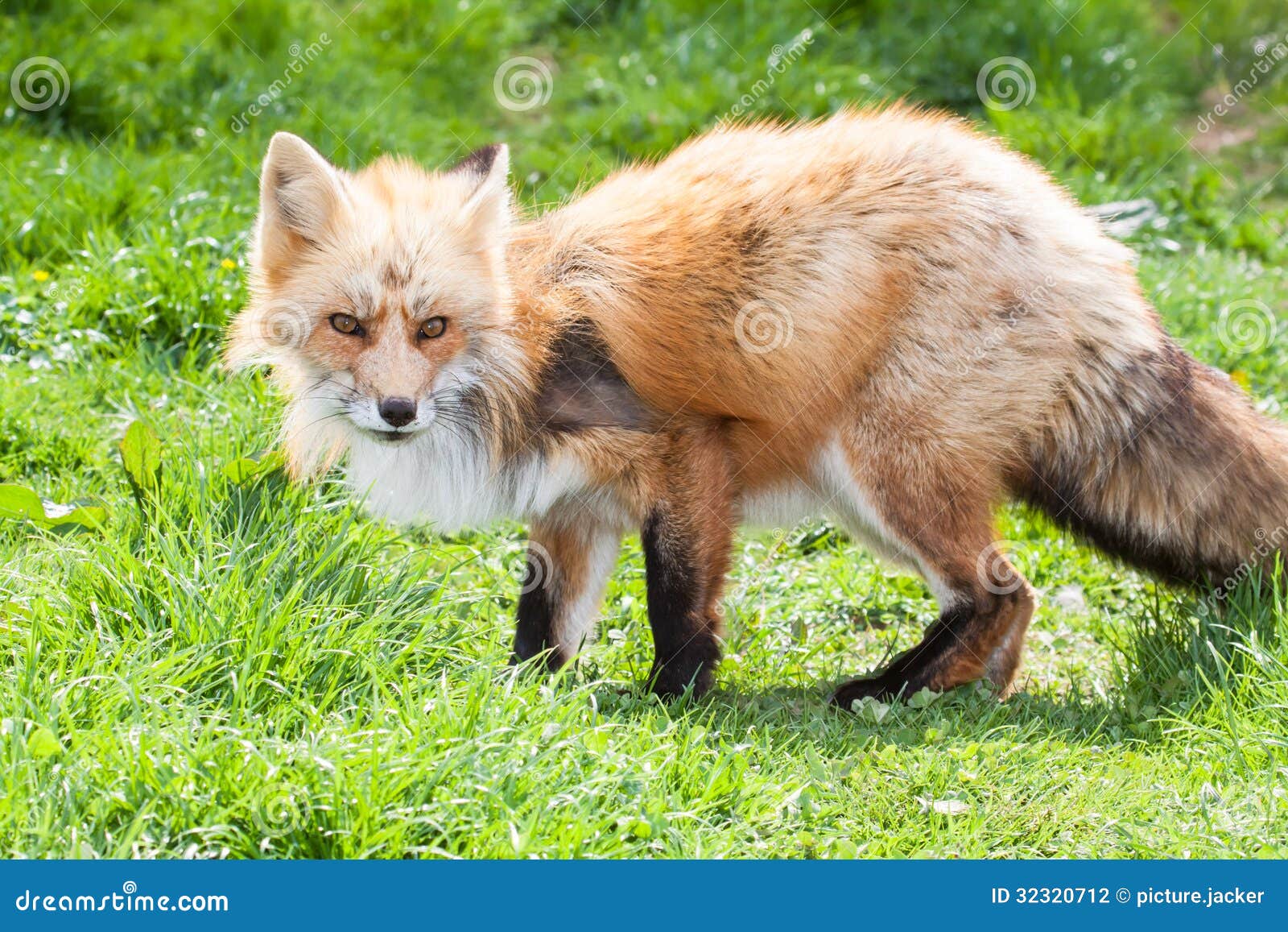Chasse de renard rouge photo stock. Image du habitat - 32320712