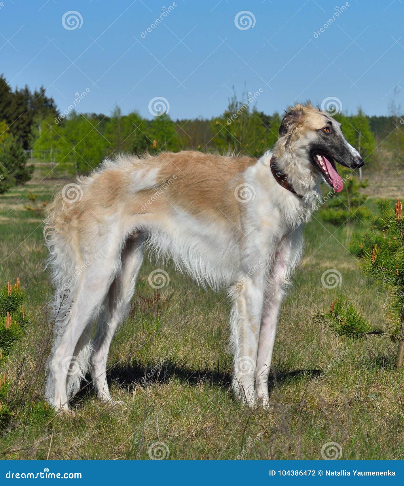 Chasse Du Chien Russe De Chien-loup Photo stock - Image du noir, russe ...
