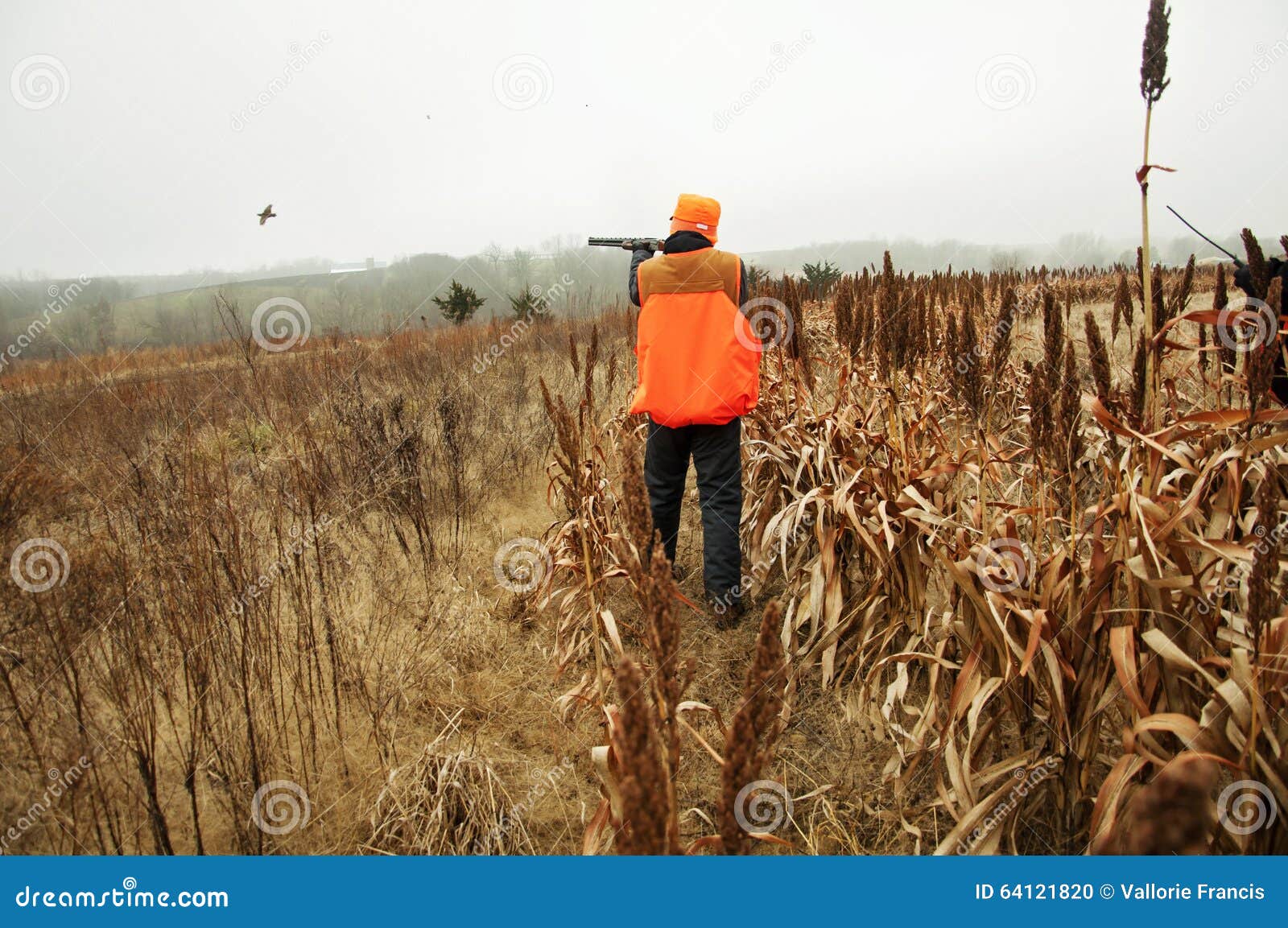 Chasseur D'oiseau En Faisan De Tir De Champ Photo stock - Image du ...