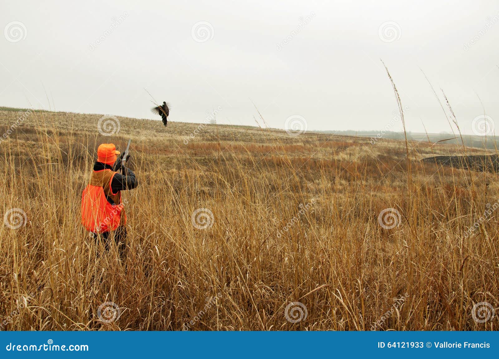 Chasseur D'oiseau En Faisan De Tir De Champ Image stock - Image du ...