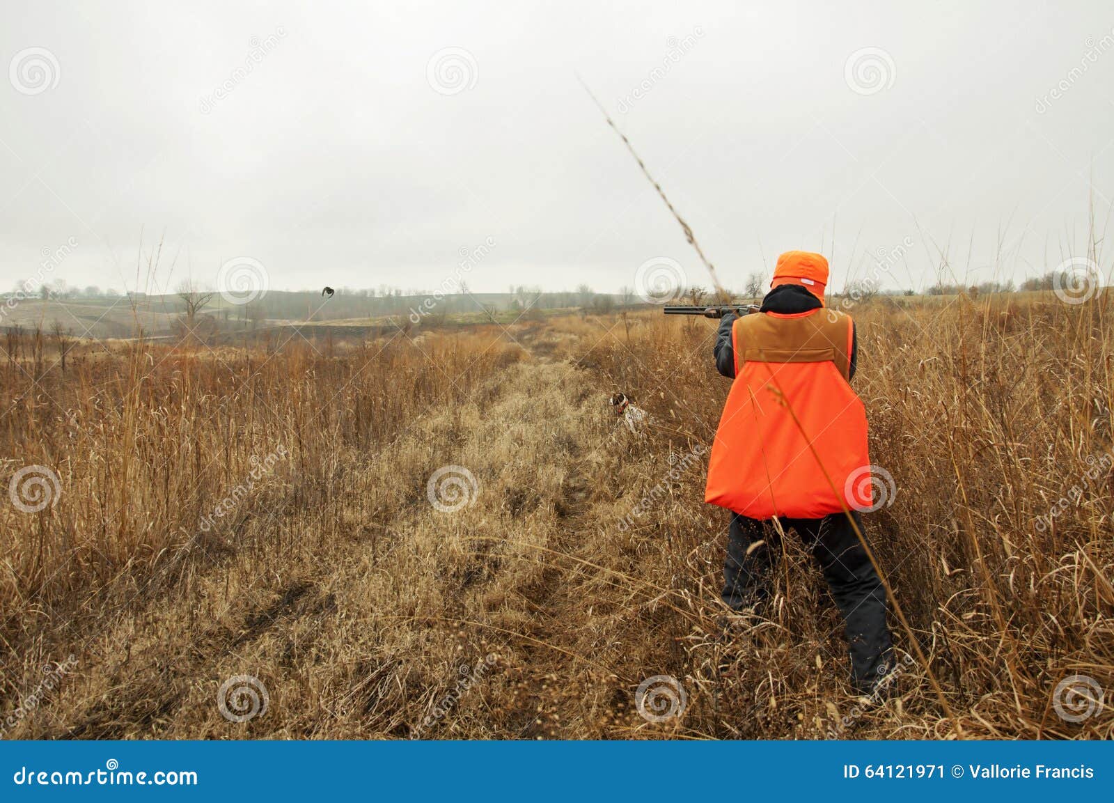 Chasseur D'oiseau En Faisan De Tir De Champ Image stock - Image du pré ...