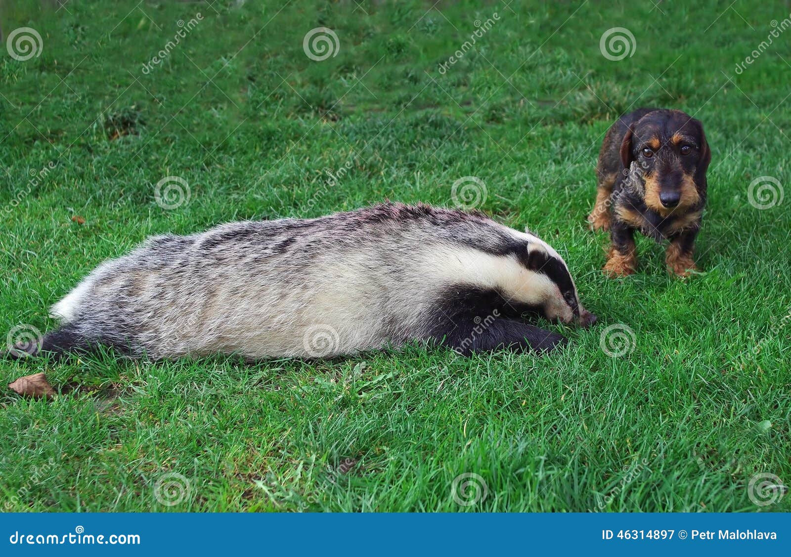 Chasseur Teckel Avec Un Blaireau Image stock - Image du loquet, animal ...