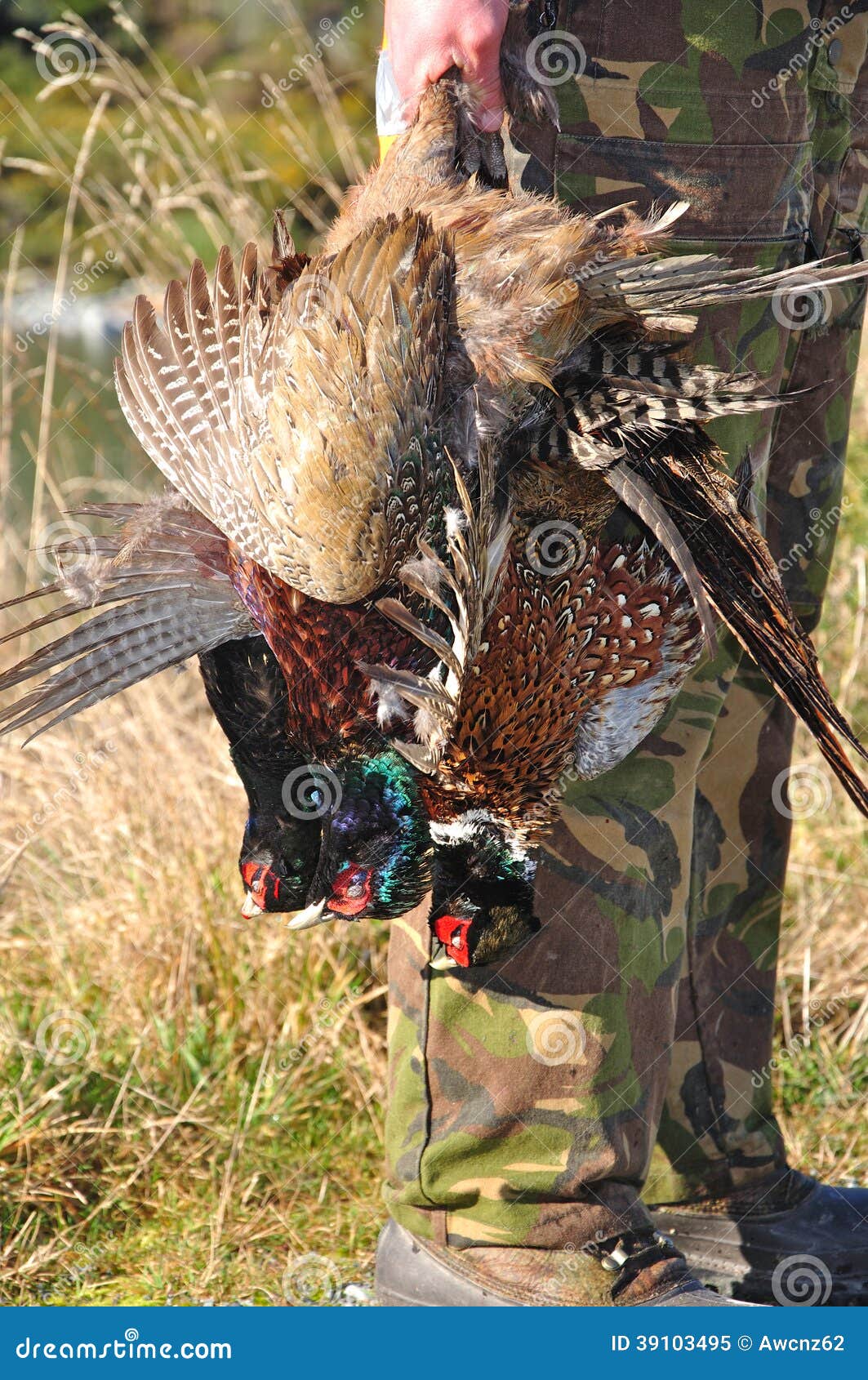 Chasseurs Réussis De Faisan Image stock - Image du chasseurs, amis ...