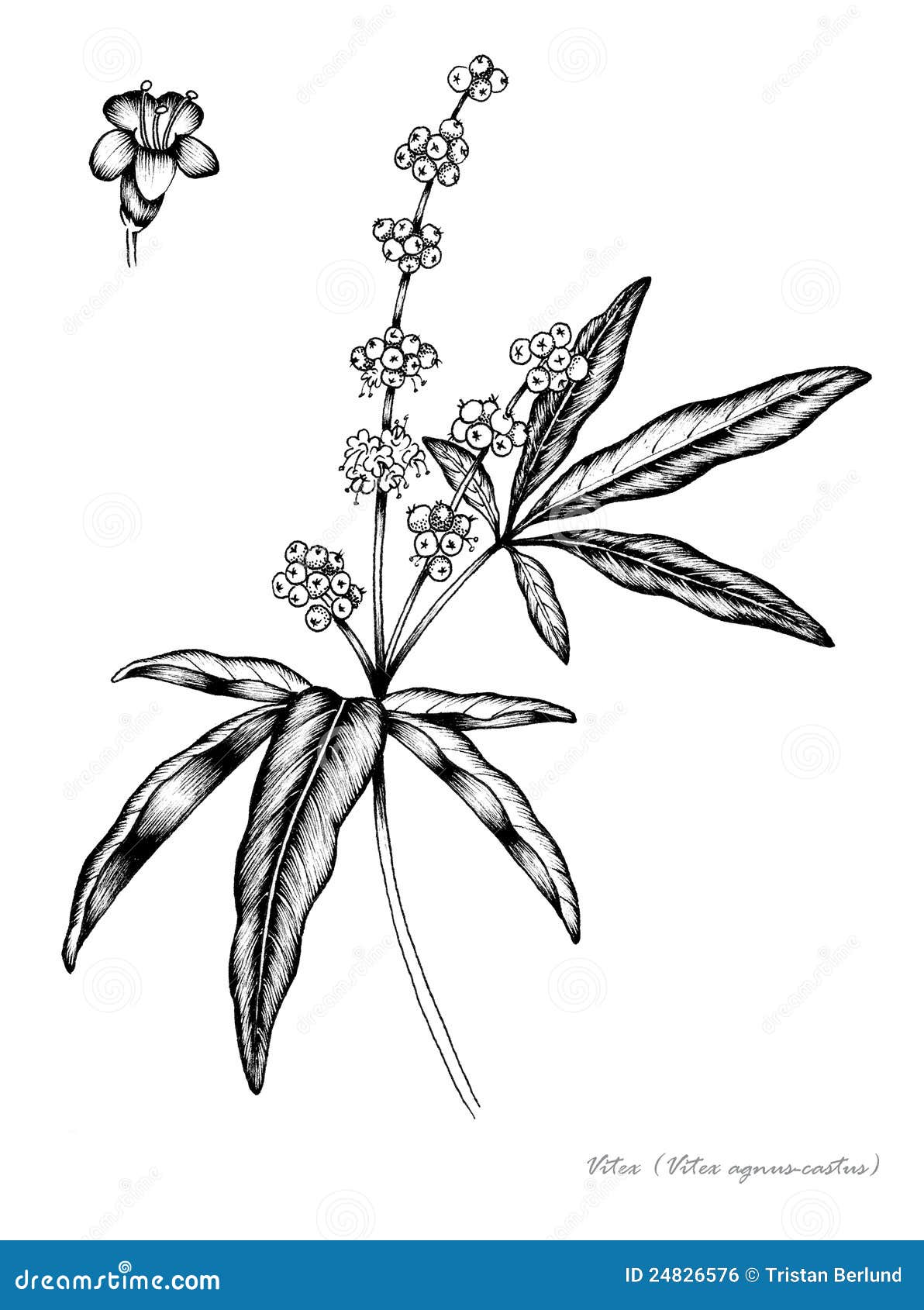 Chaste tree stock illustration. Illustration of chinese - 24826576