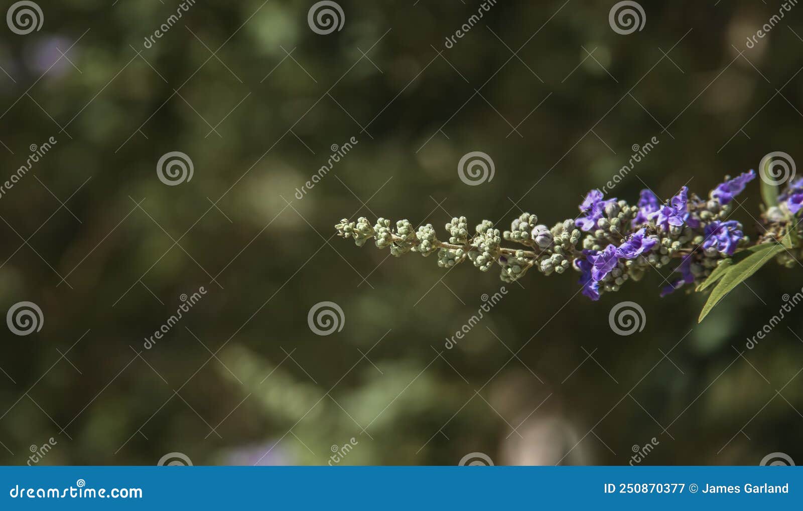 Chaste Tree Blooms on a Single Stem Stock Image - Image of gardening ...