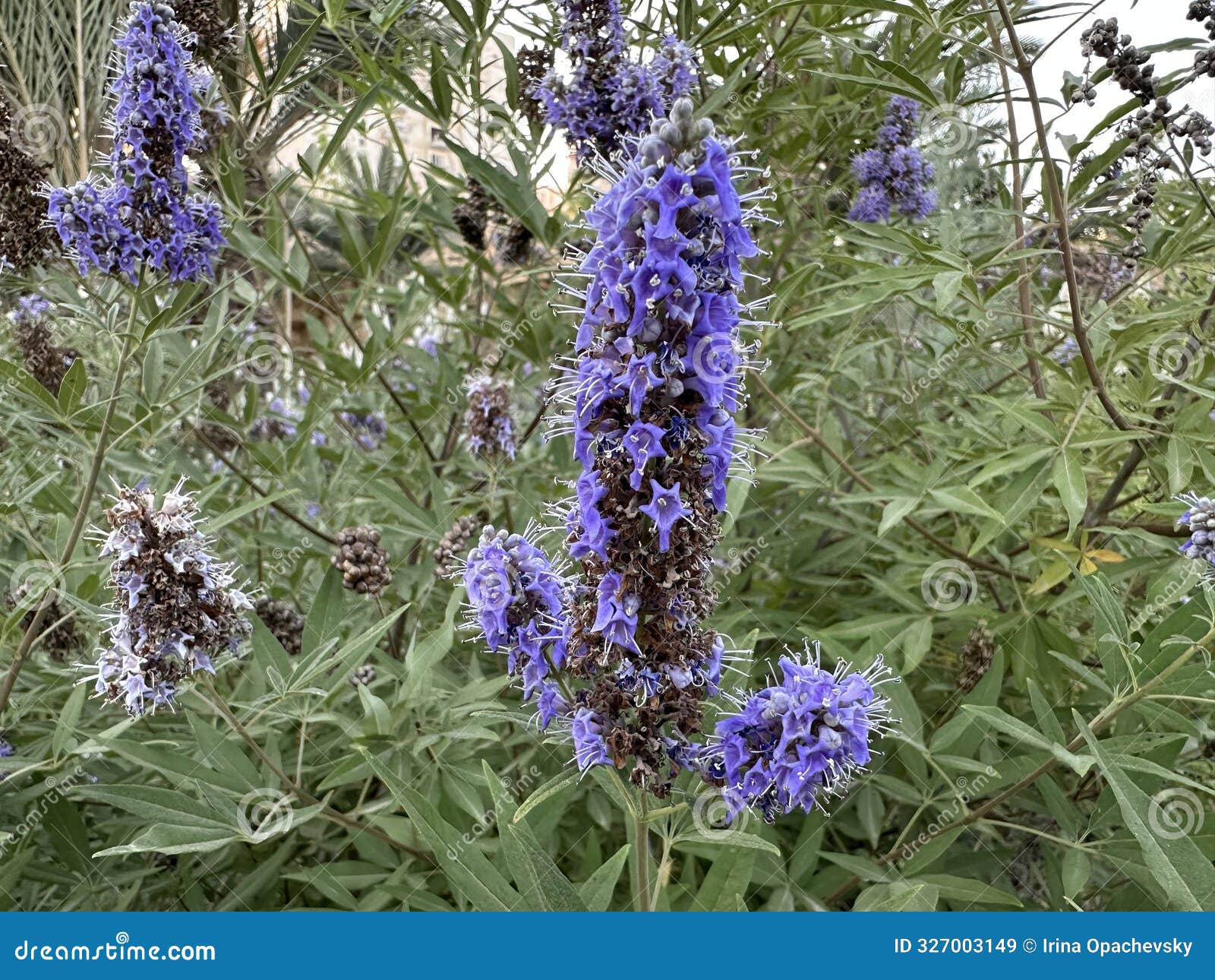 Chaste Tree or Chasteberry (lat.- Vitex Agnus-castus Stock Image ...