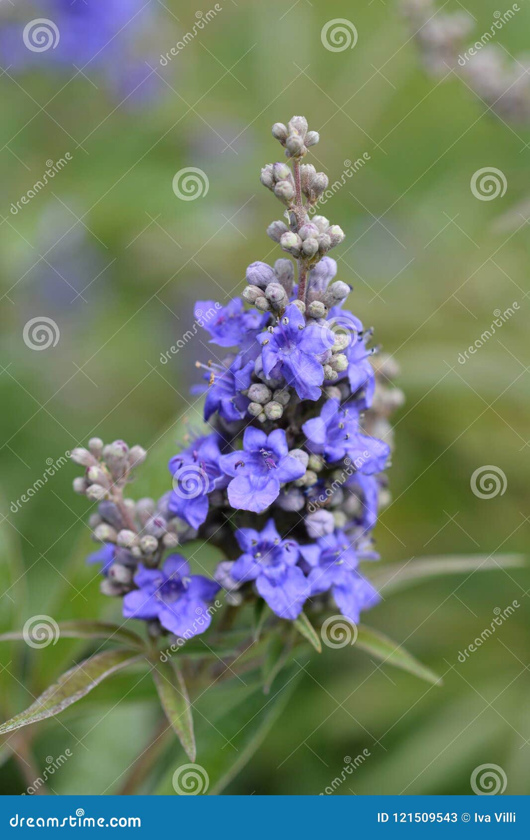 Chaste tree stock image. Image of nature, abrahams, botany - 121509543