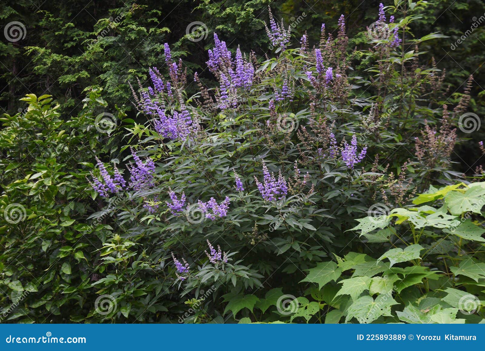 Chaste tree flowers. stock image. Image of botany, gardening - 225893889