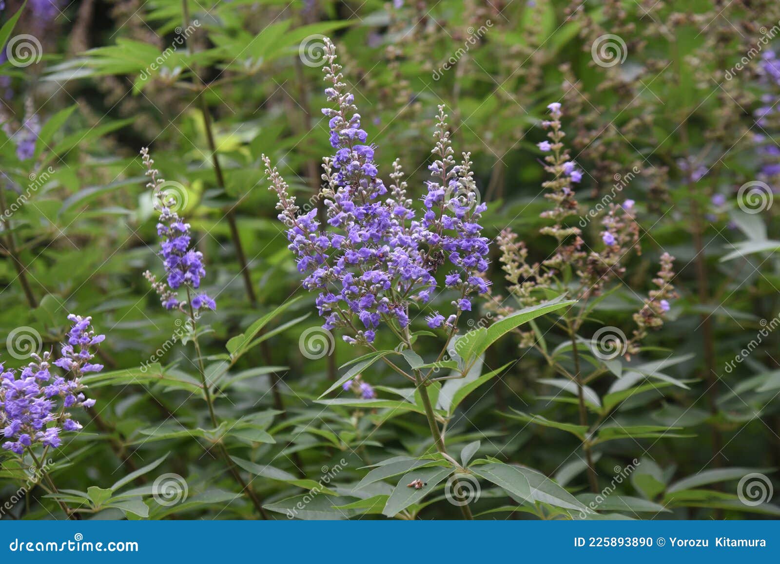 Chaste tree flowers. stock photo. Image of flowering - 225893890